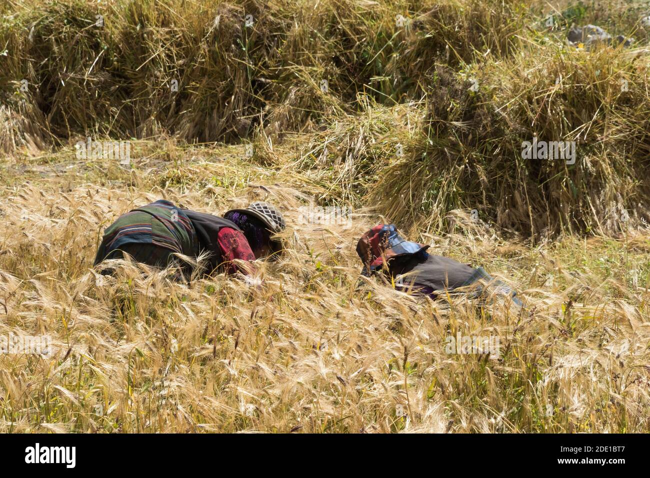 Tibetan farmers harvesting barley in Rongbuk Valley, Mt. Everest ...