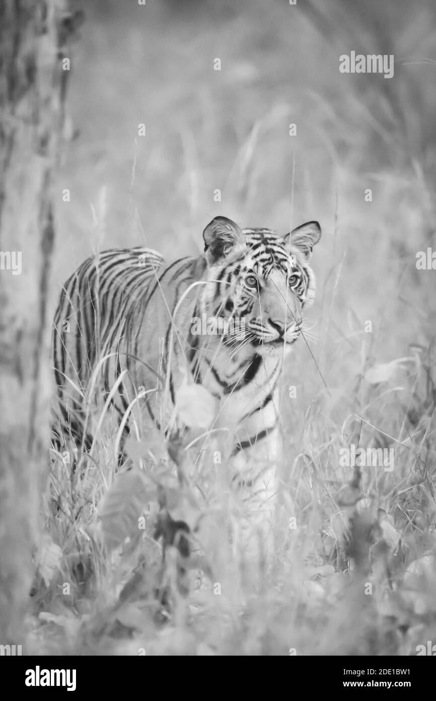 Indian tiger conservation Black and White Stock Photos & Images - Alamy