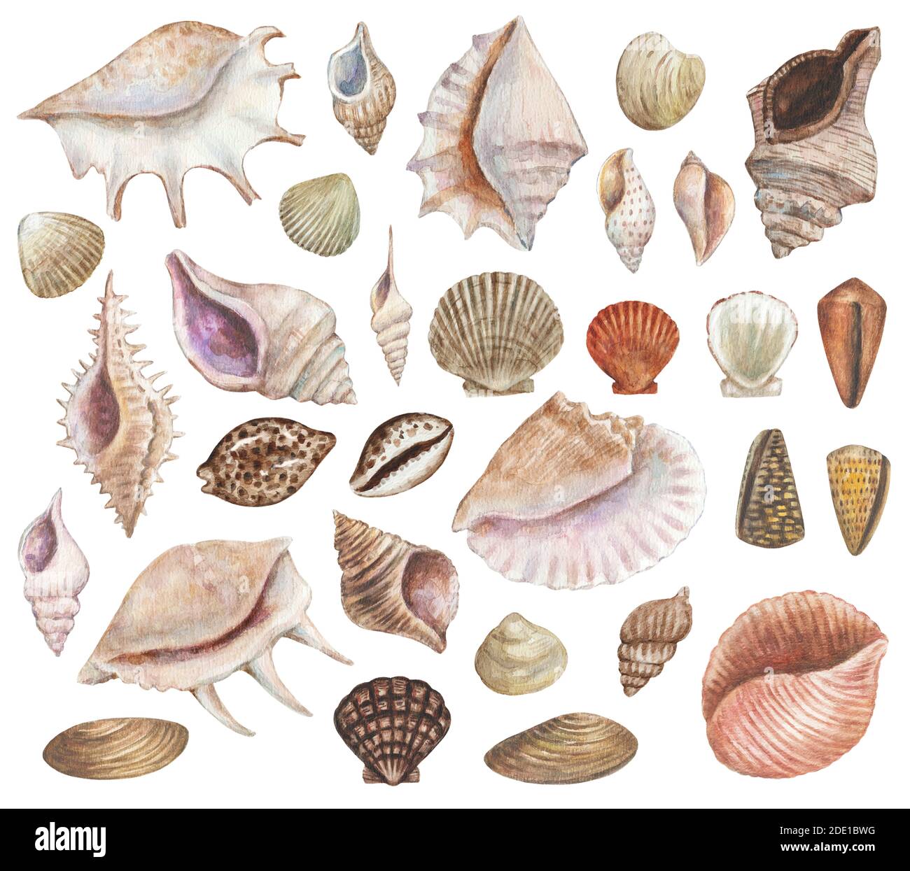 Big set of watercolor painted sea shells. Seafood and sea life design ...