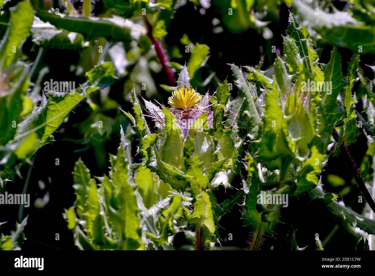 Benedictine herb hi-res stock photography and images - Alamy