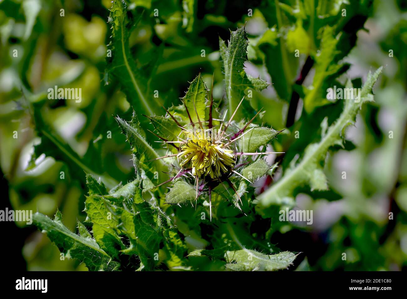 Flowers of St. Benedict's herb, lovely thistle, holy thistle or blessed ...