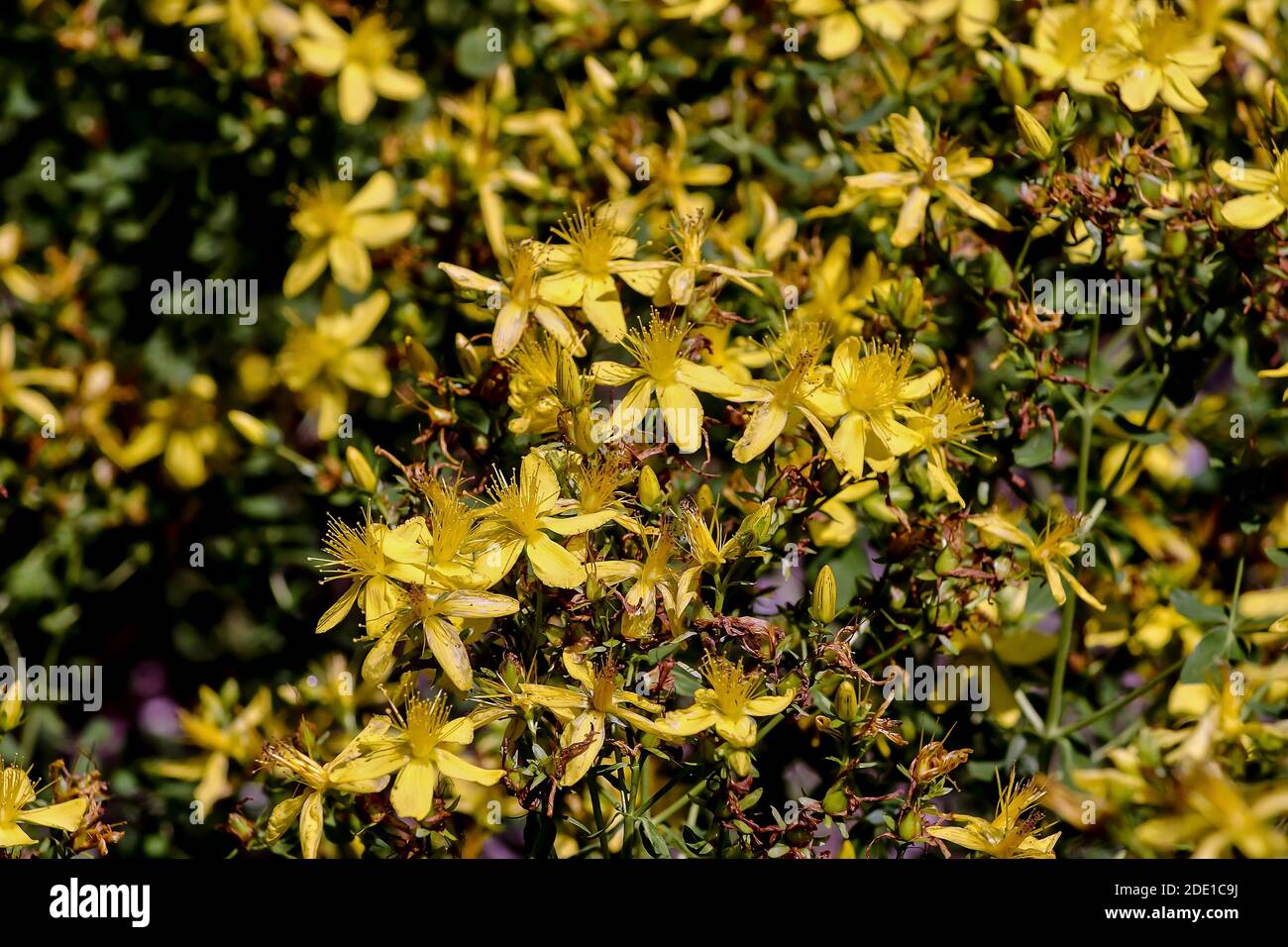 Flowers and buds of Chase-devil, Klamath weed, Tipton's Weed, or St ...