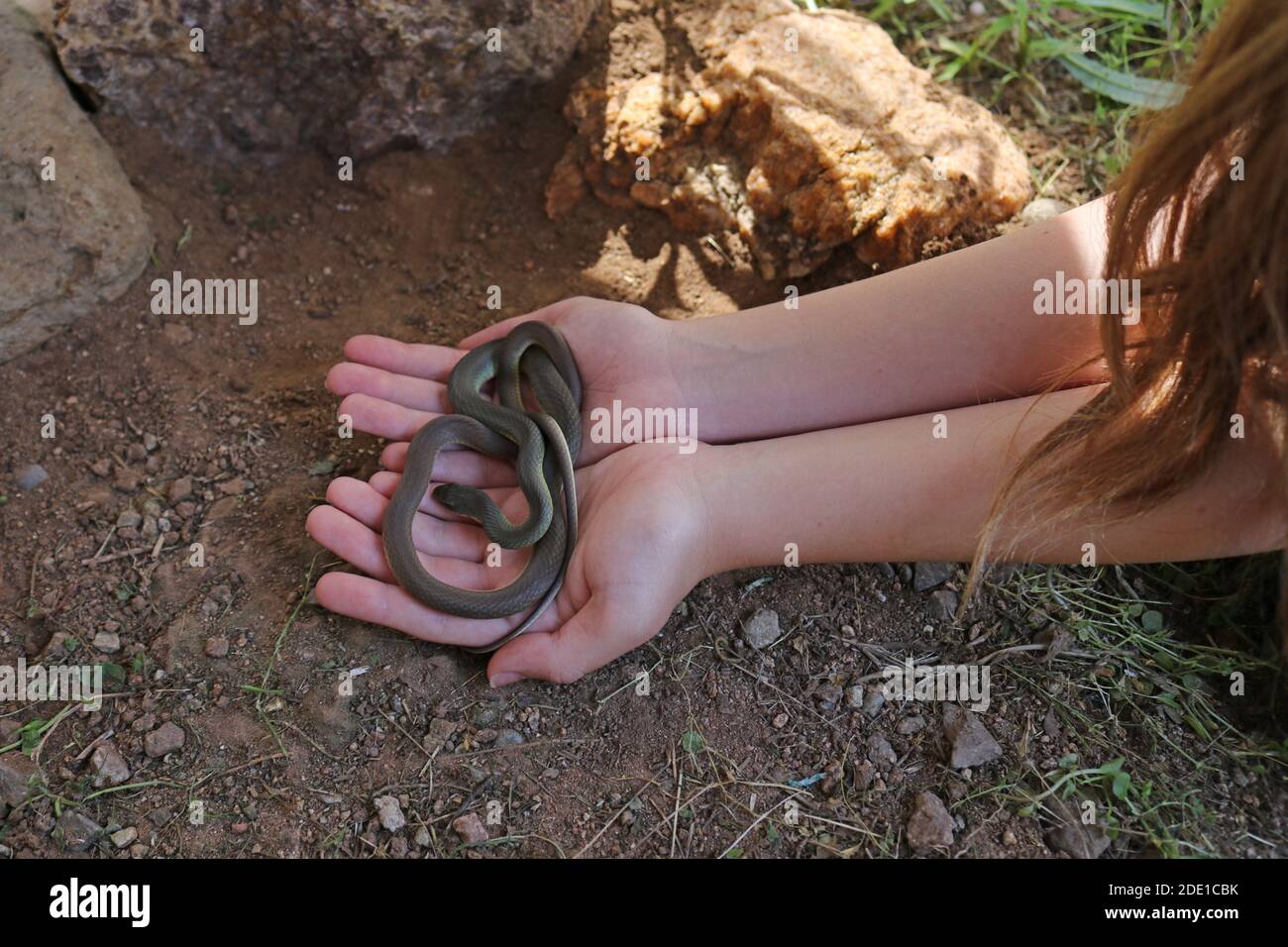 Racer snake hi-res stock photography and images - Alamy