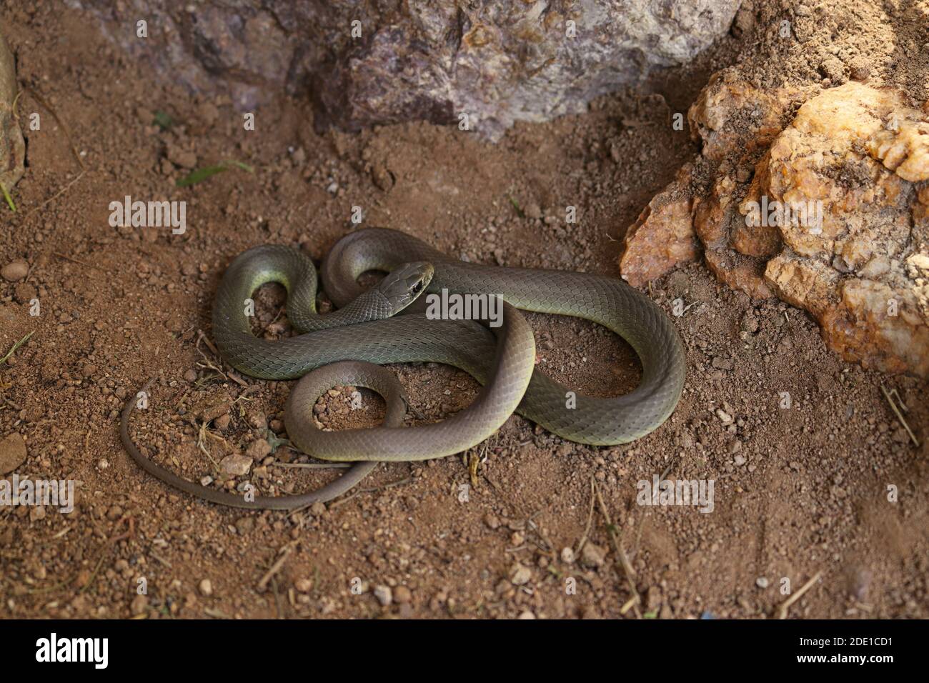 Western Yellow-belled Racer Snake (Coluber constrictor mormon Stock ...