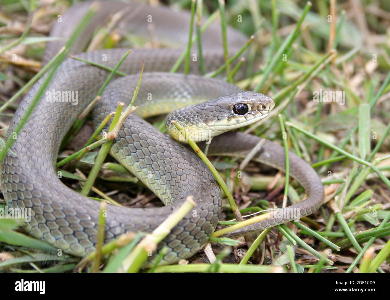 Western Yellow-belled Racer Snake (Coluber constrictor mormon Stock ...