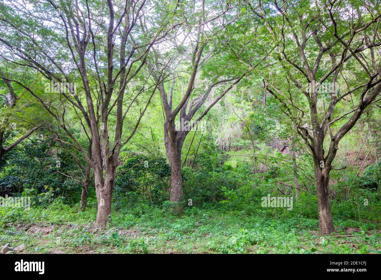 Secondary forest growth at a mountain in Batangas, Philippines Stock ...