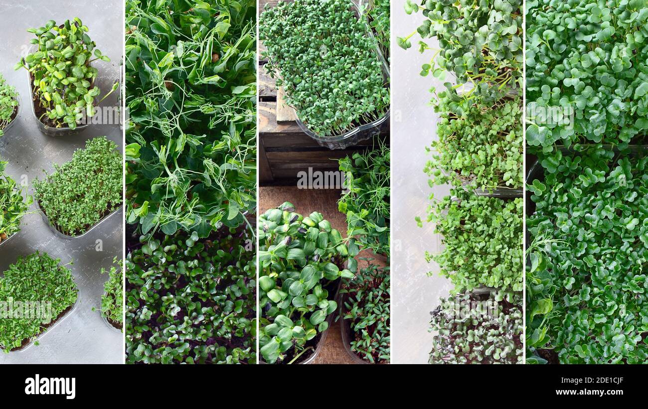 Collage of Mixed Microgreens. Healthy food concept Stock Photo - Alamy