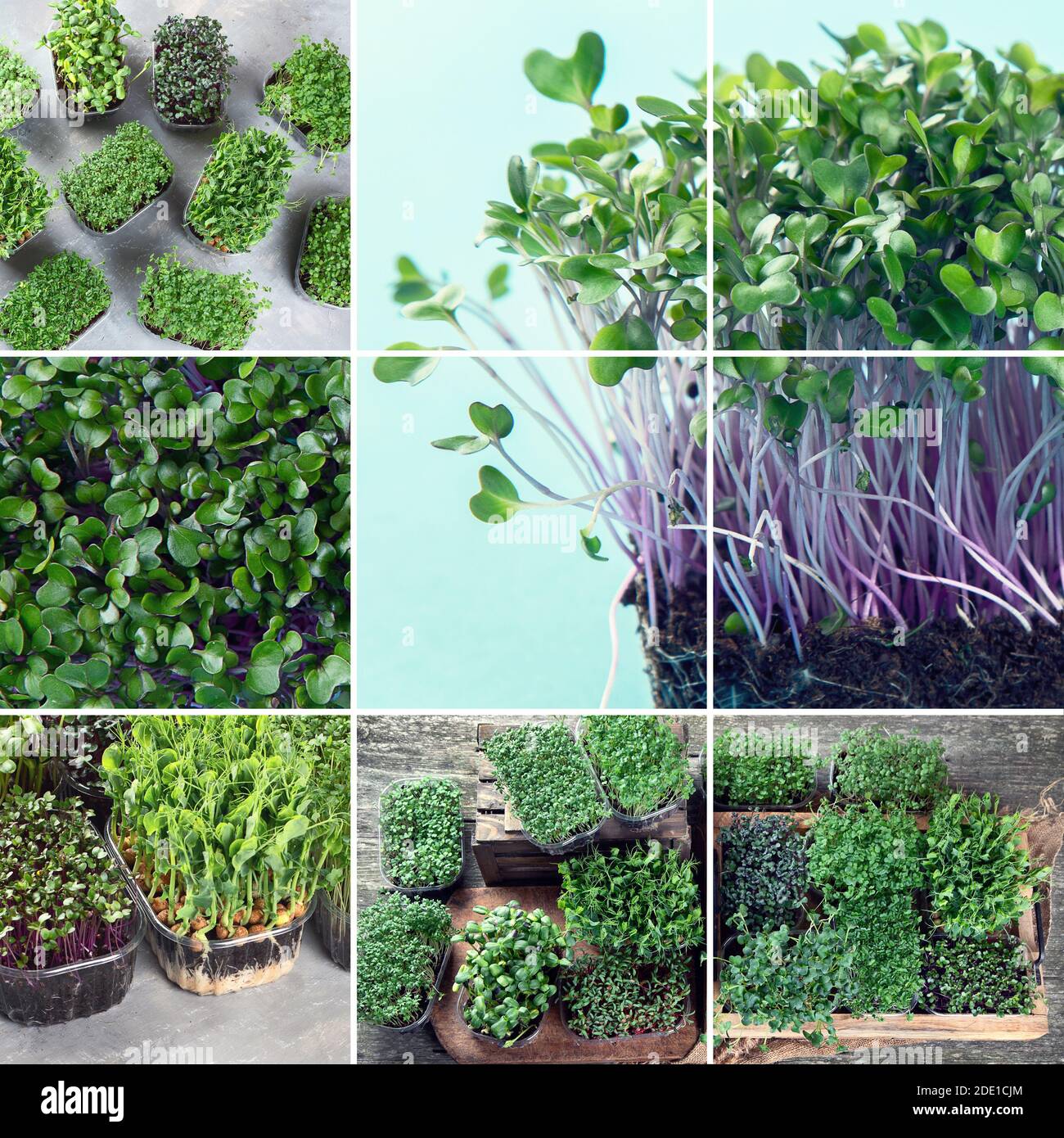 Assorted microgreens hi-res stock photography and images - Alamy