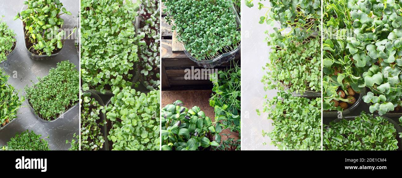 Collage of Mixed Microgreens. Healthy food concept. Panorama, banner ...