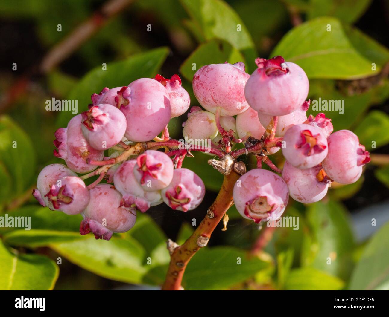 'Patriot' Blueberry, Amerikansk blåbär (Vaccinium corymbosum Stock ...