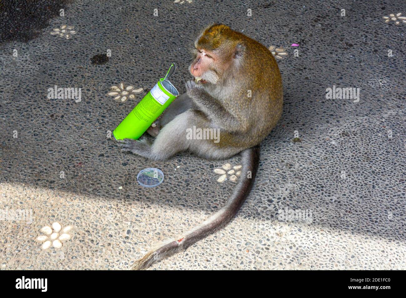 A high angle shot of monkey eating chips on a concrete surface Stock ...