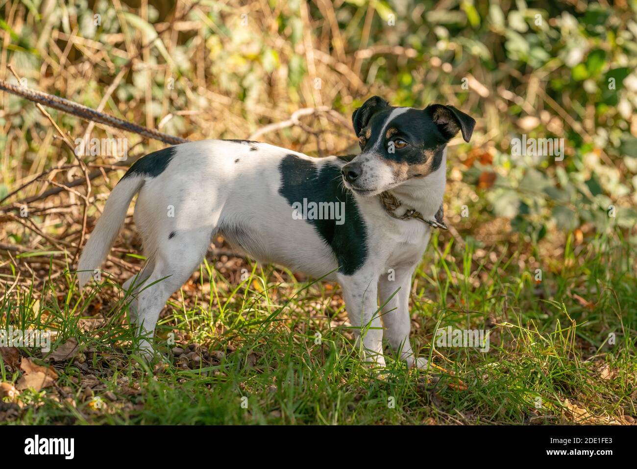 Sad little dog left alone in a forest, tied with a rope to a tree ...