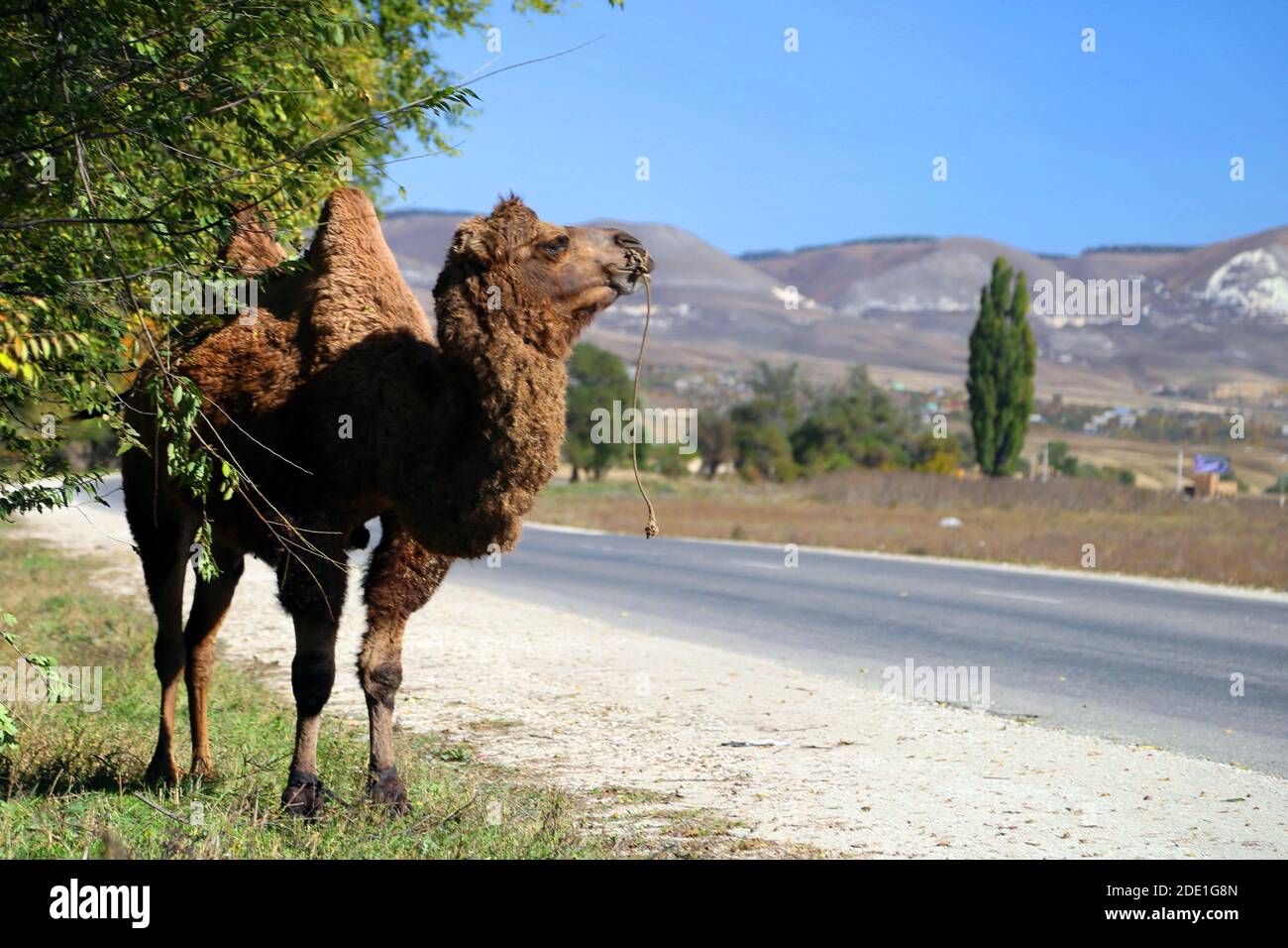 Animals in nature. N photos image of a live camel in nature Stock Photo ...