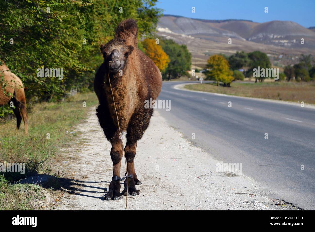 Animals in nature. N photos image of a live camel in nature Stock Photo ...