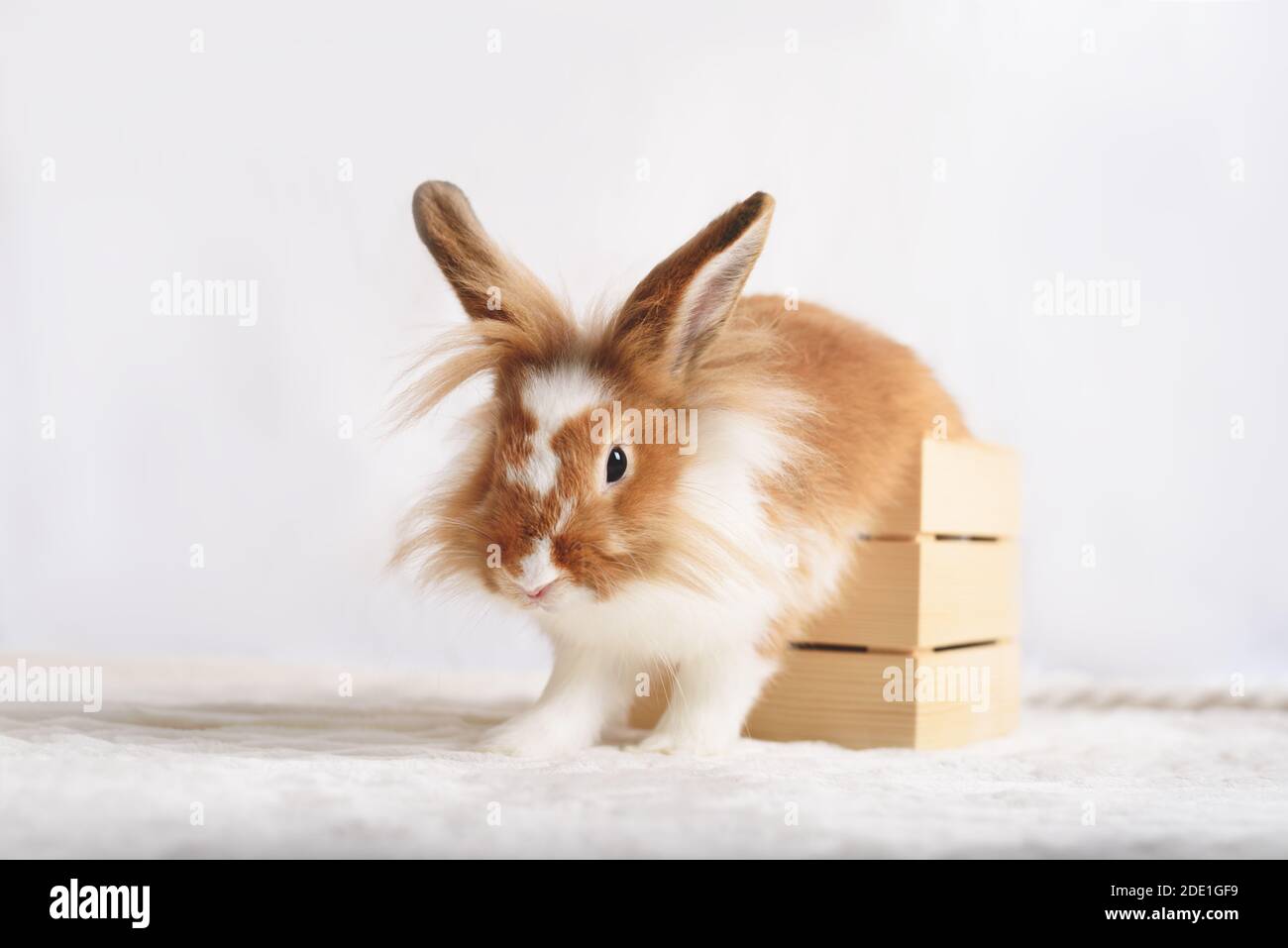 Rabbit bite hi-res stock photography and images - Alamy