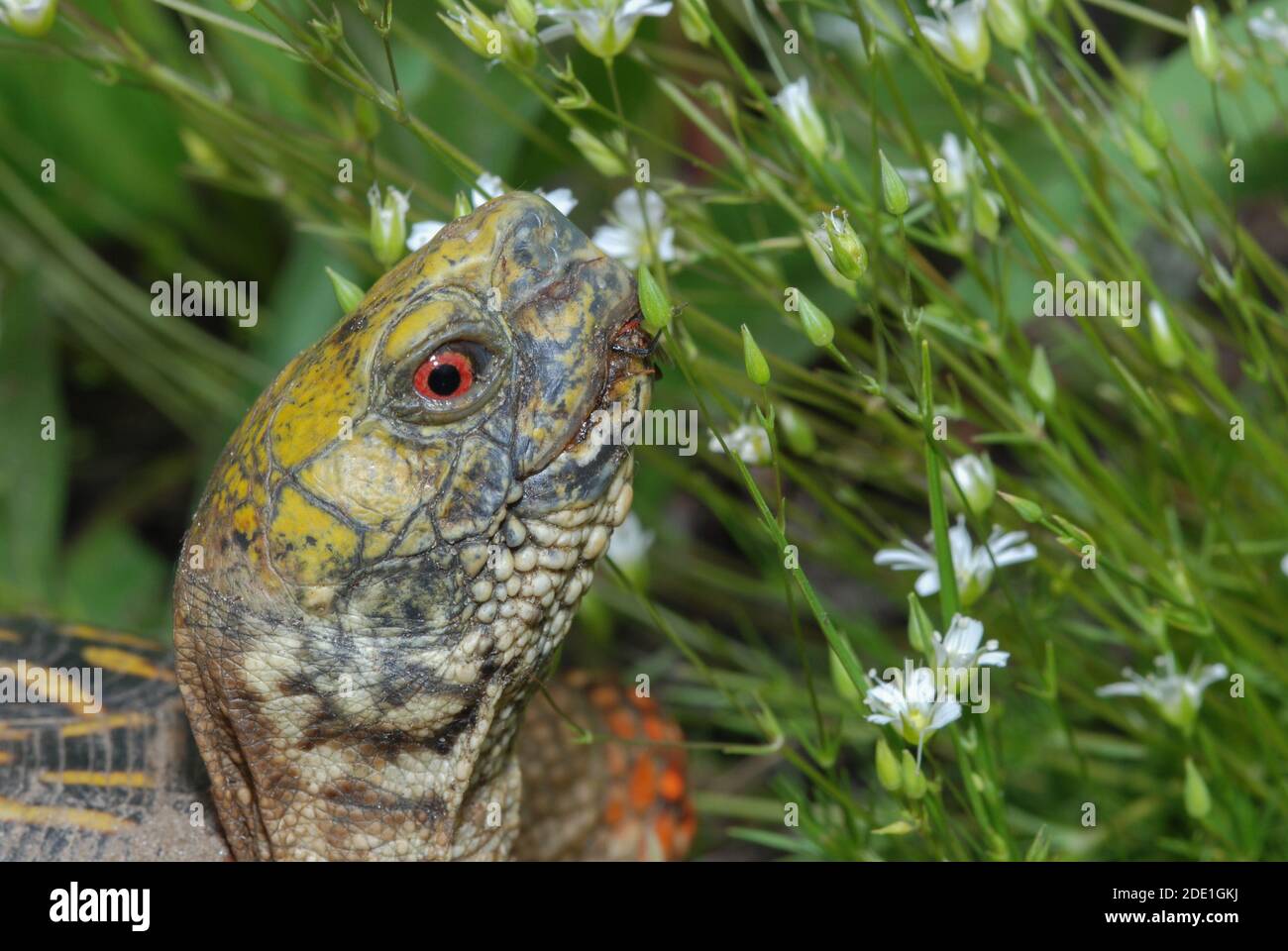 An ornate box turtle (Terrapene ornata) an state endangered species ...
