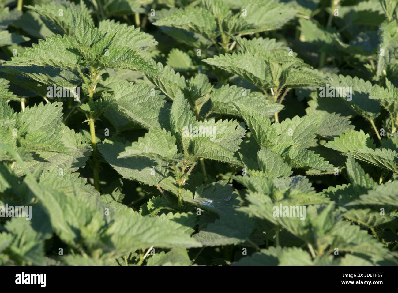 field of green stinging nettles, plant used for food and traditional ...