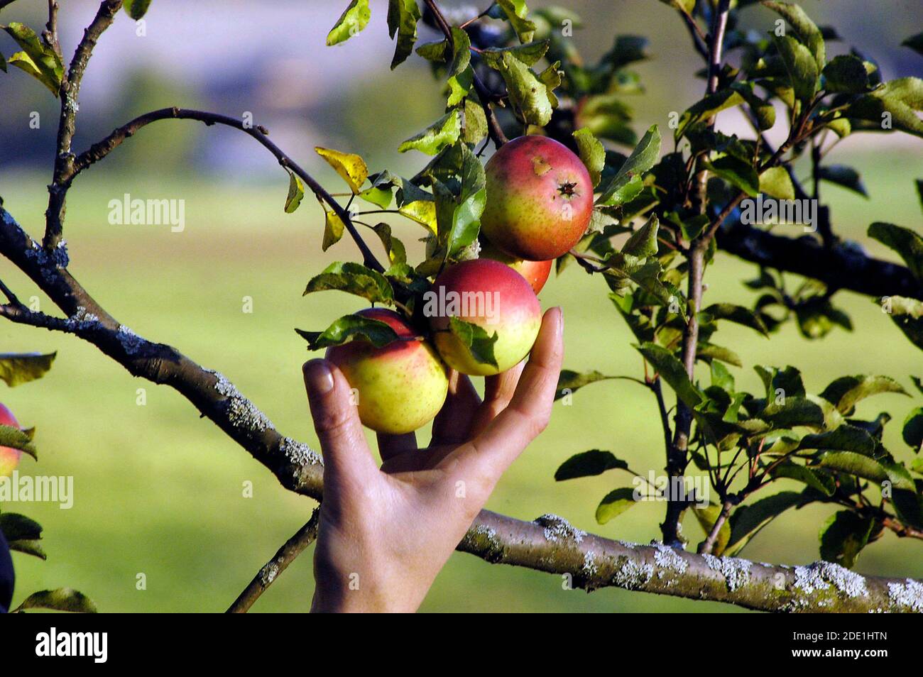 Manually harvesting fresh and ripe apples from a garden tree Stock ...