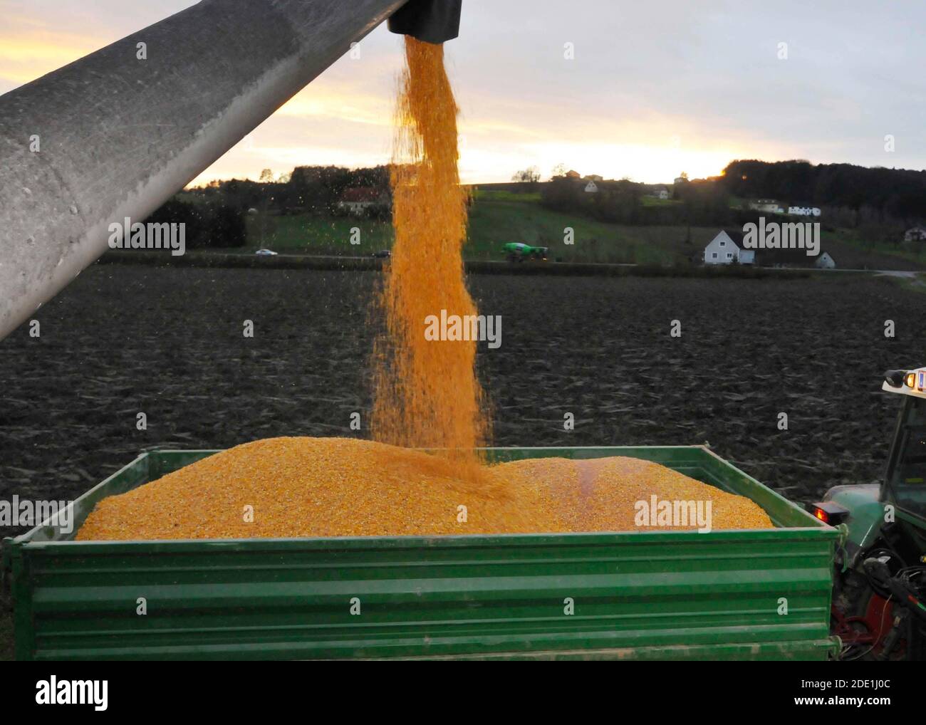 freshly harvested corn kernels fall into a container, corn harvest in ...