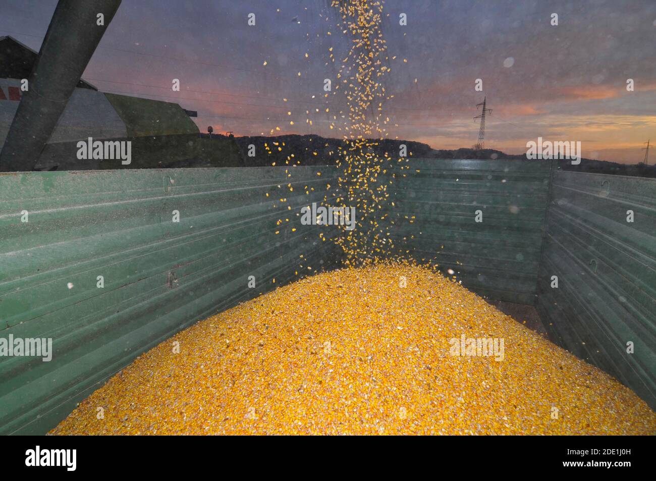 freshly harvested corn kernels fall into a container, corn harvest in ...
