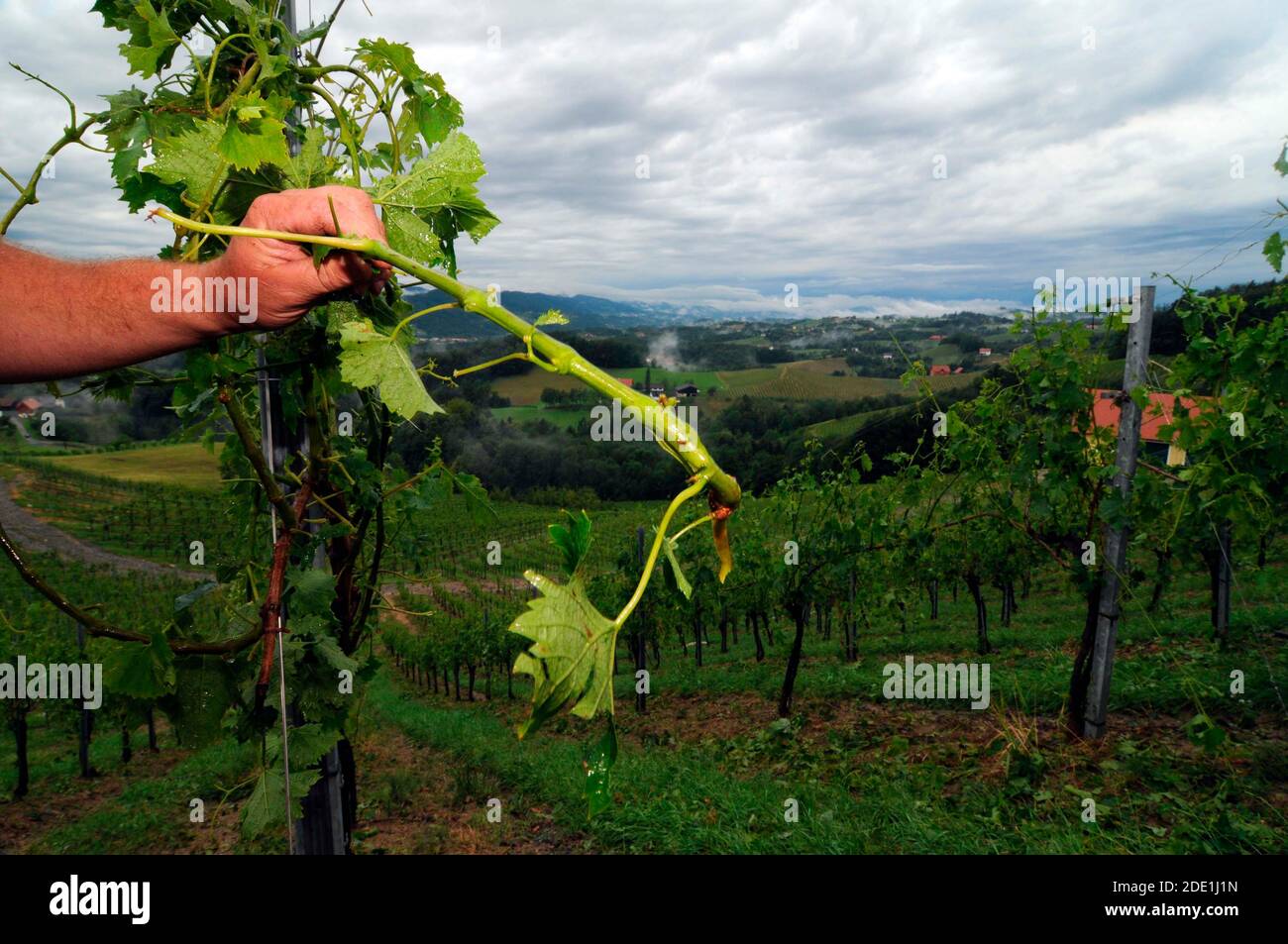 Storm damage grapes hi-res stock photography and images - Alamy