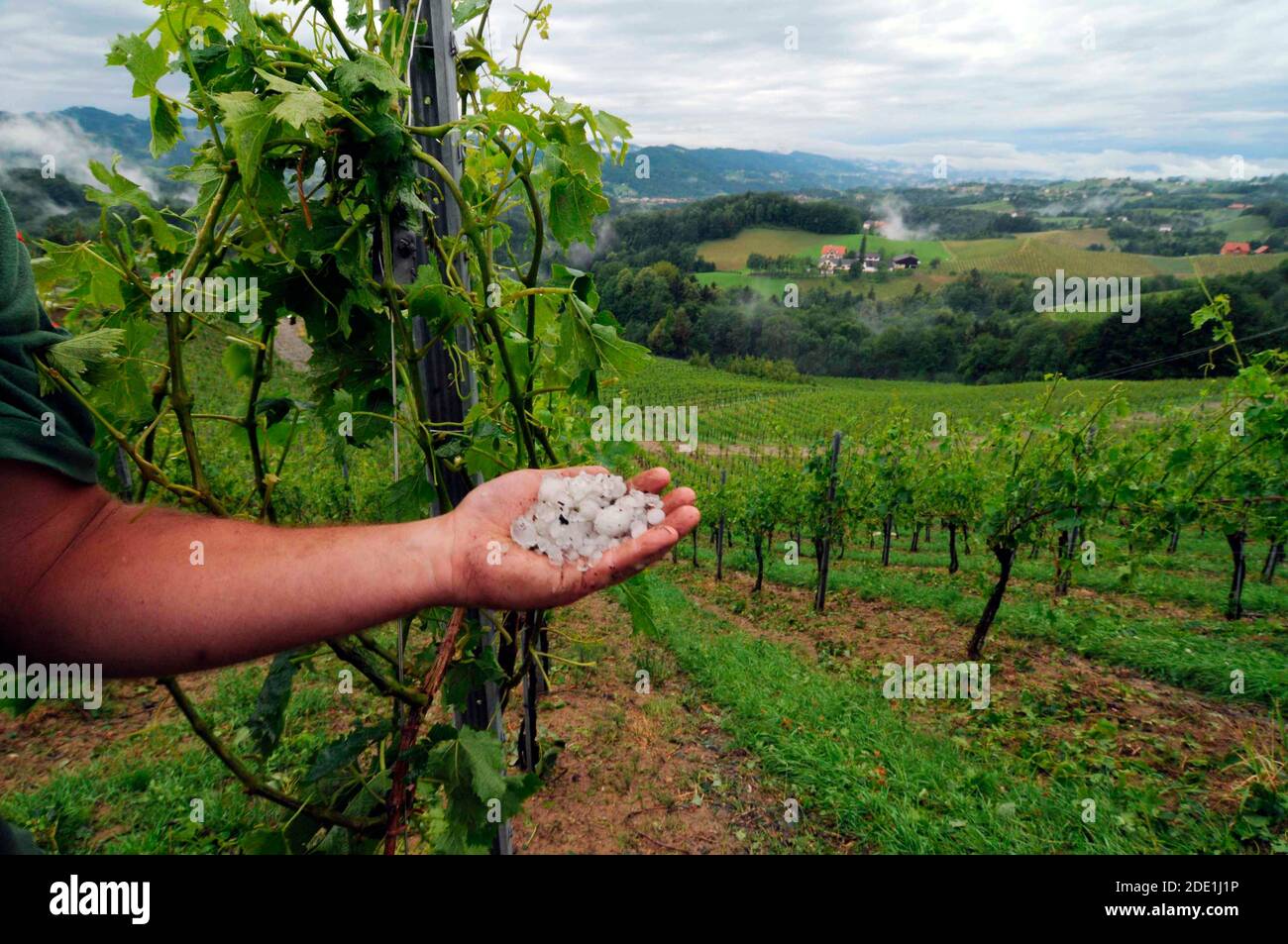 hail damage in a vineyard, farmer showing damaged vine plants Stock ...