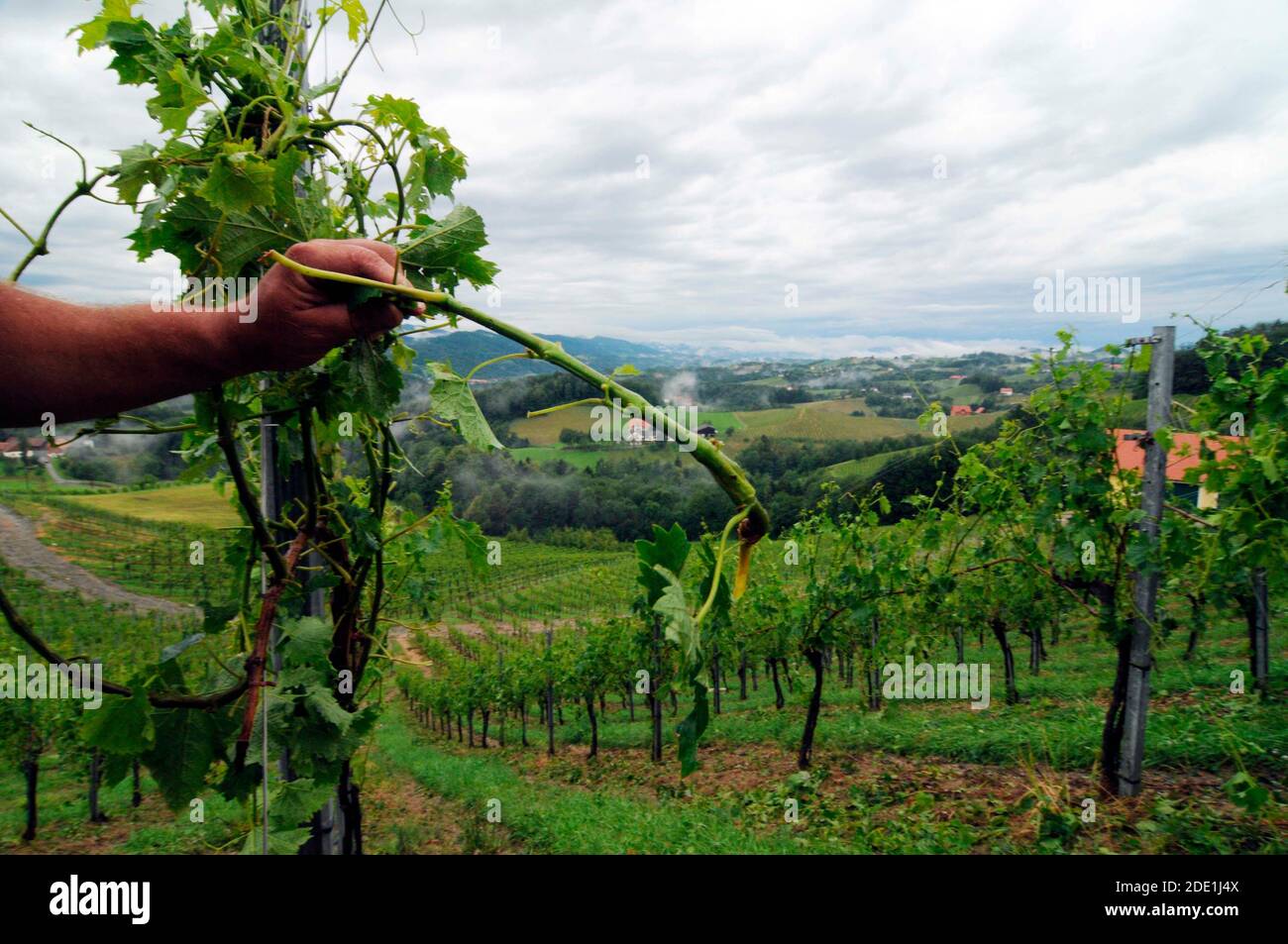 Grapevine In A Greenhouse High Resolution Stock Photography and Images ...