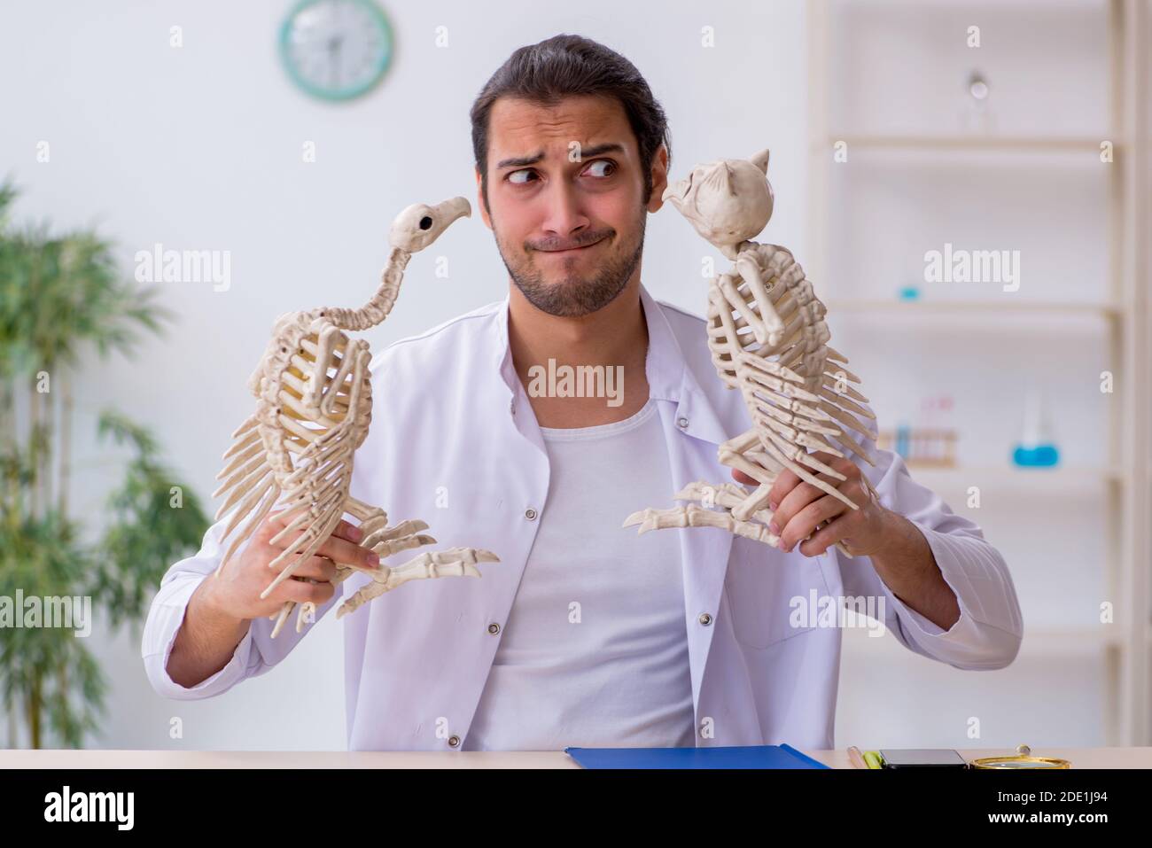 Young zoologist demonstrating skeletons of eagle and owl Stock Photo ...