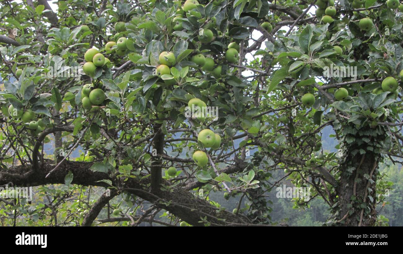apple tree with fresh fruits hanging, healthy and natural food Stock ...