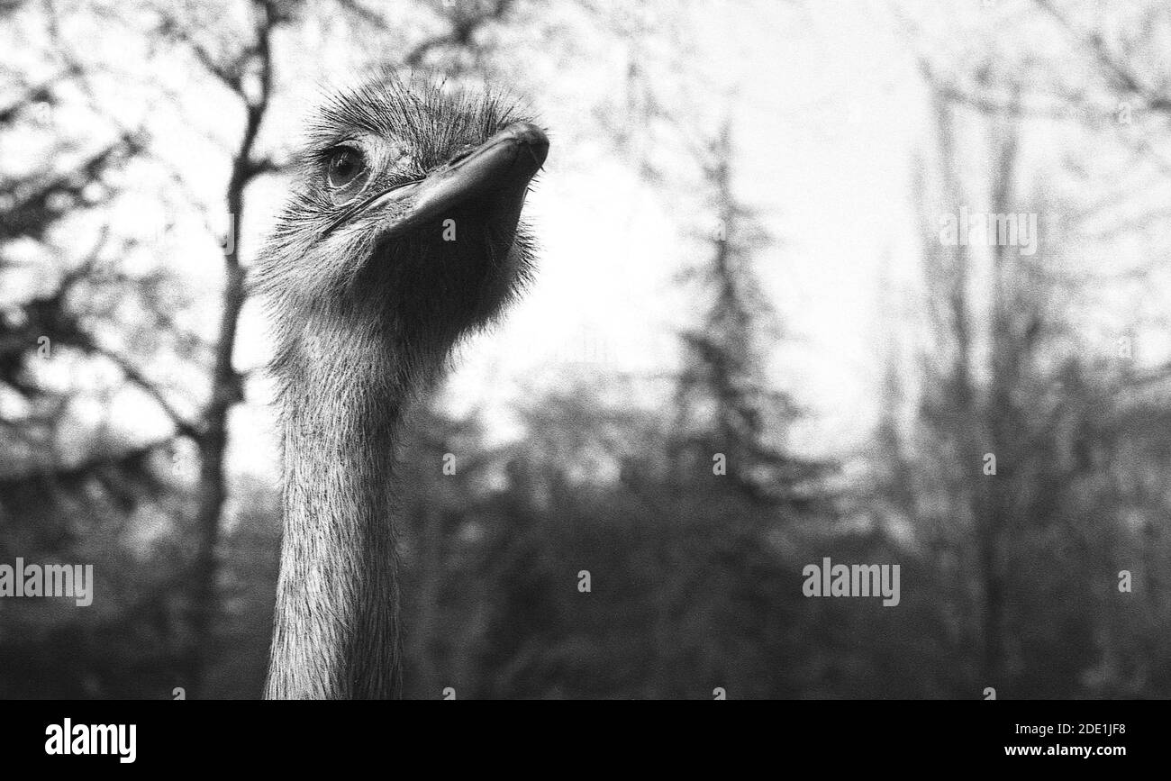 Ostrich bird head neck Black and White Stock Photos & Images - Alamy
