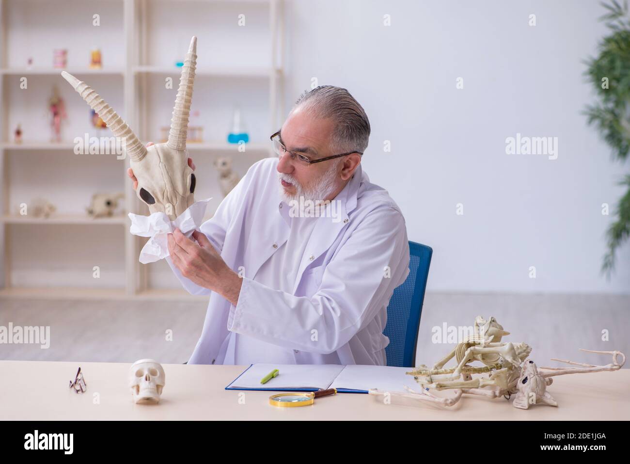 Old paleontologist examining goat head at lab Stock Photo - Alamy