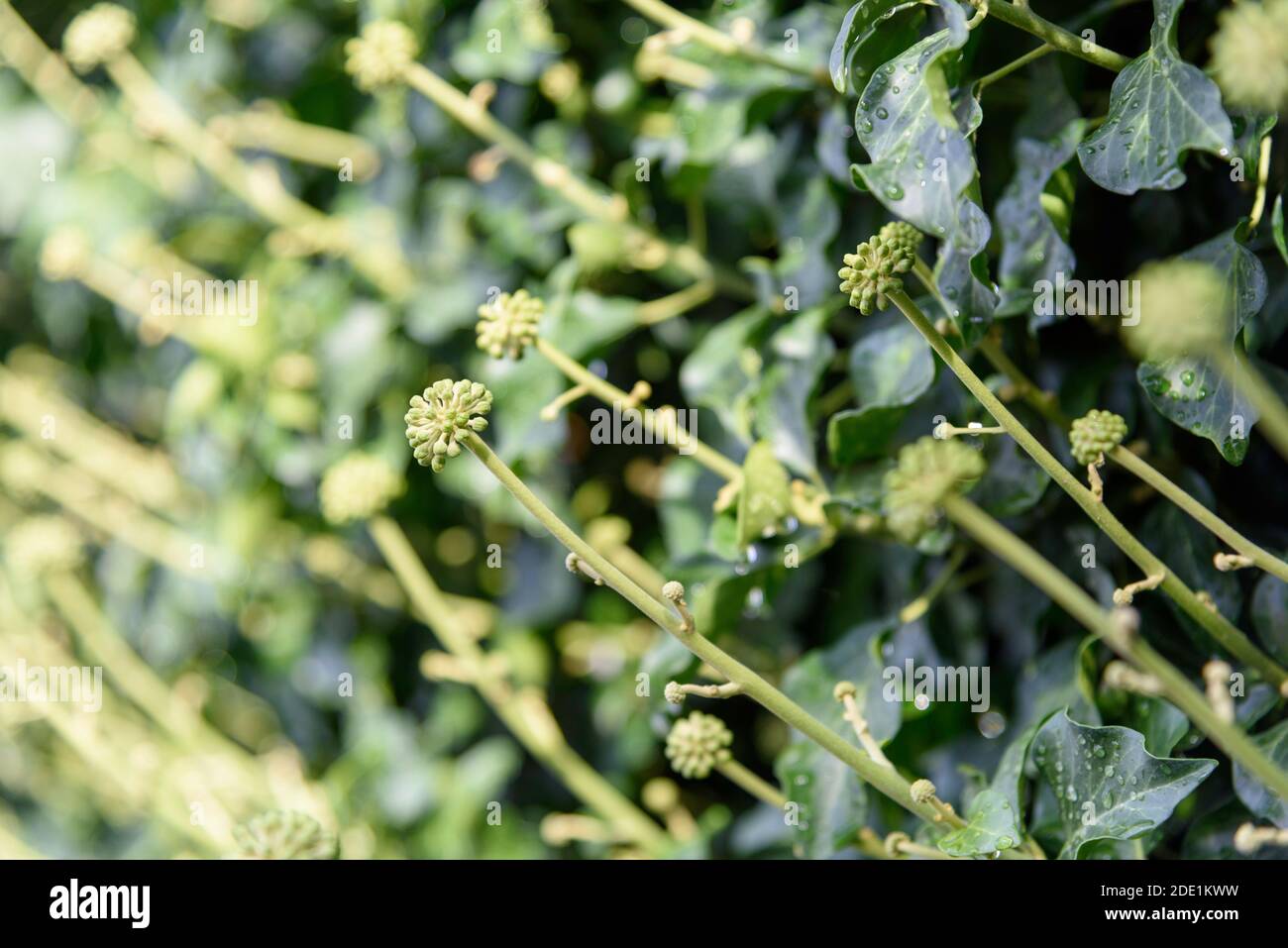 Herbs nature hi-res stock photography and images - Alamy