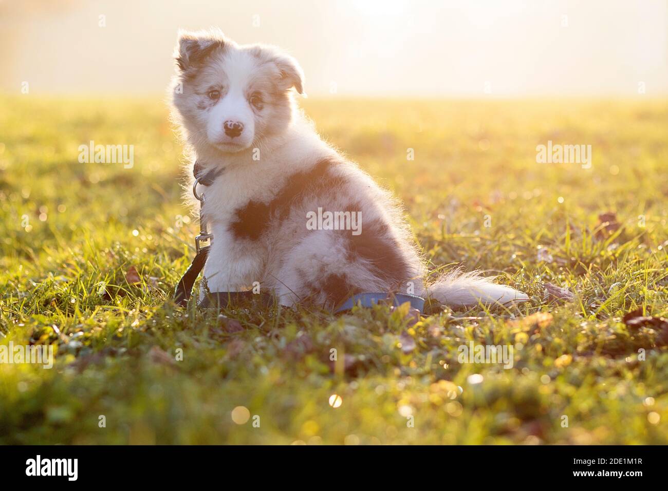 Border collie merle puppy sitting hi-res stock photography and images - Alamy