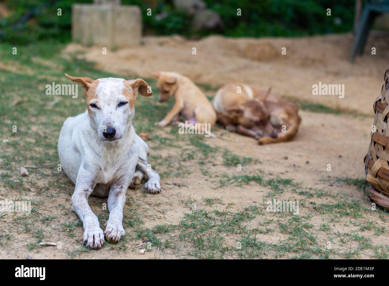 Local dogs at a rural area in batangas, Philippines Stock Photo - Alamy