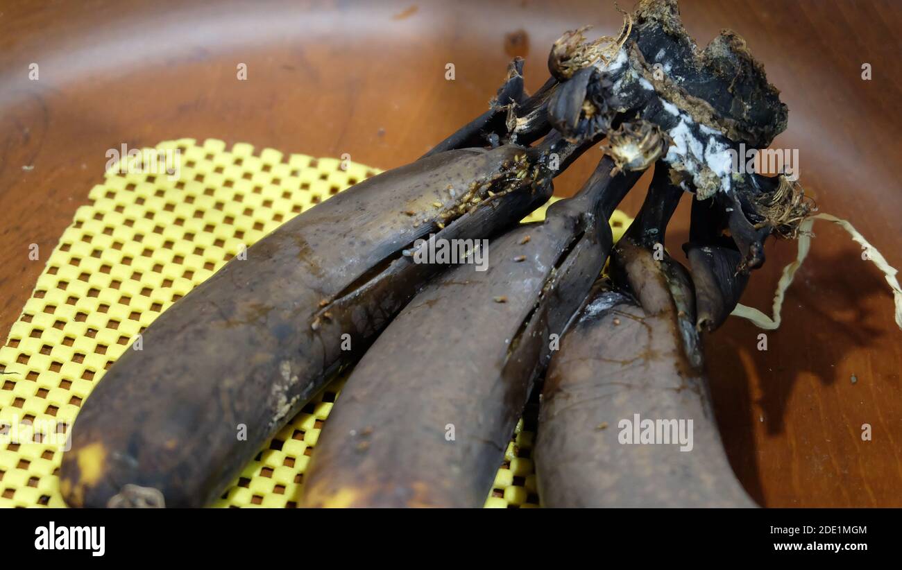 Fruit flies hi-res stock photography and images - Alamy