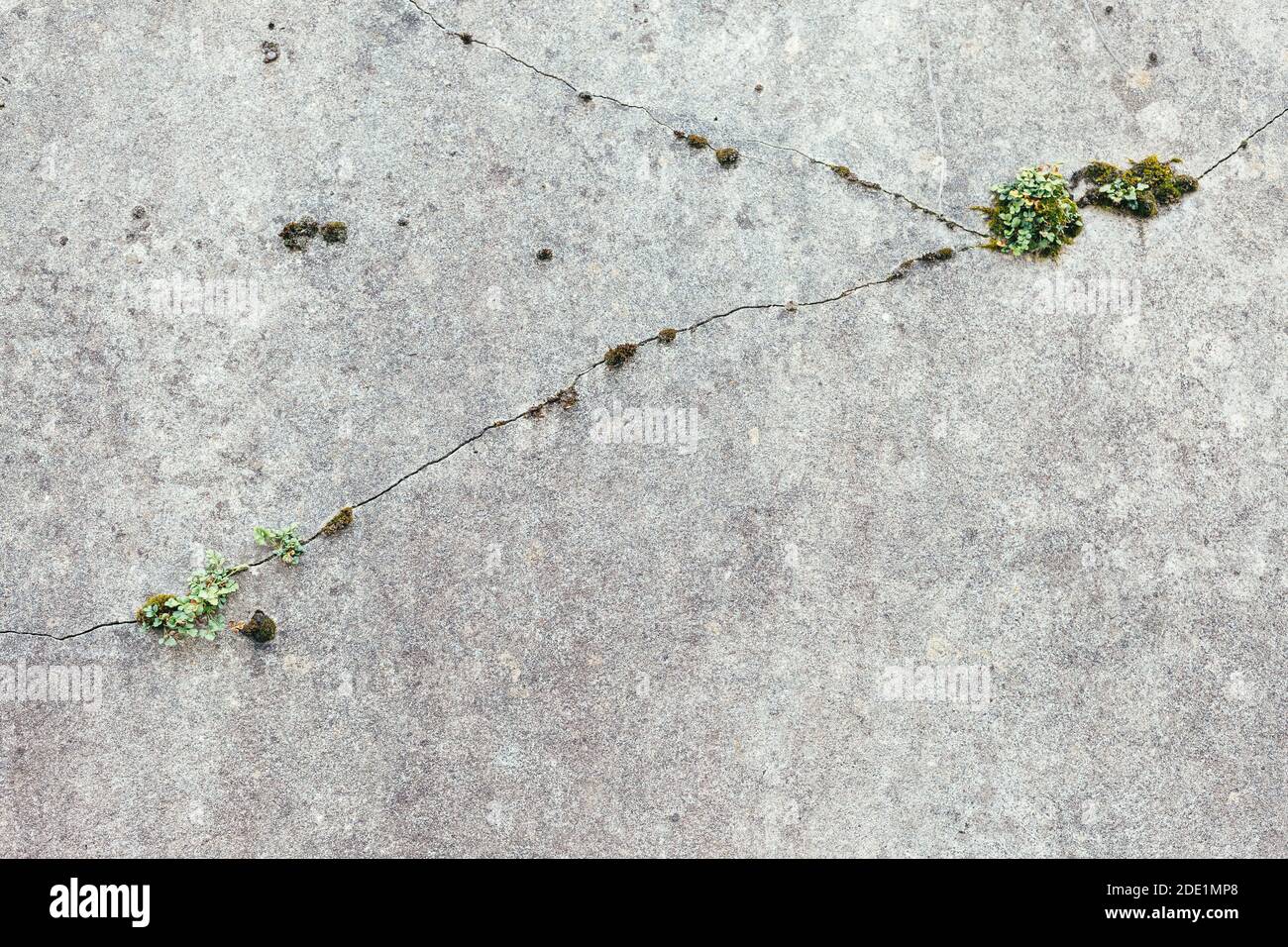 plant growing in stone crack Stock Photo - Alamy