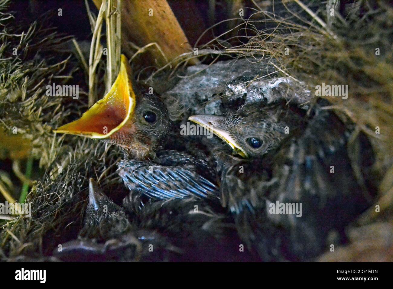 Tangled nest hi-res stock photography and images - Alamy