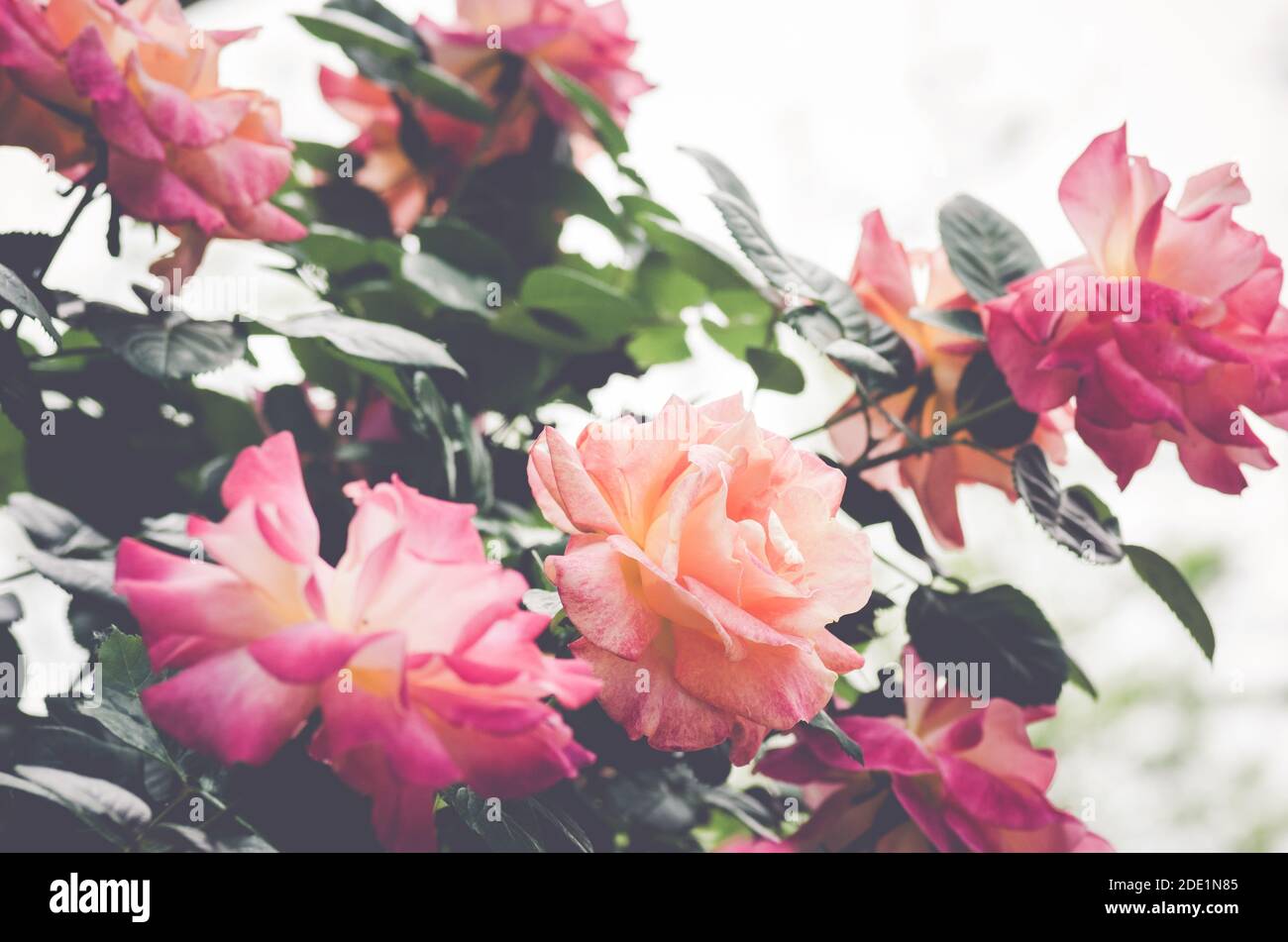 A selective focus shot of pink roses on a bush Stock Photo - Alamy