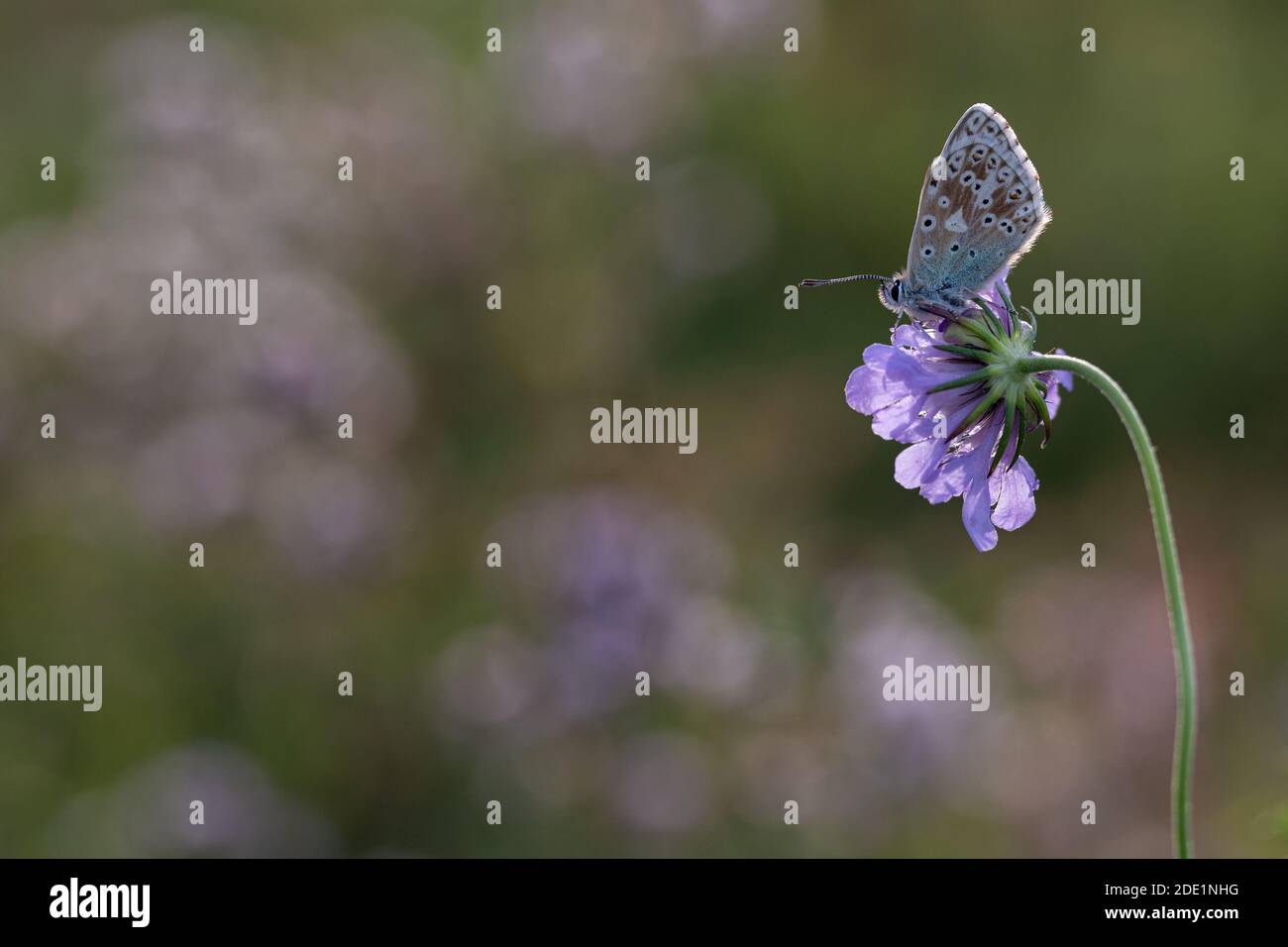 Common Blue Butterfly Stock Photo - Alamy