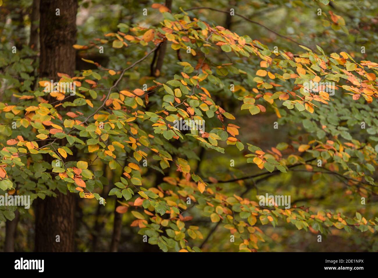 Stunning Autumn Fall forest landscape with vibrant warm Fall colours ...