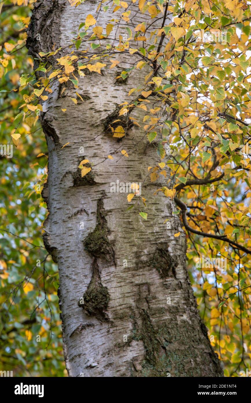 Stunning Autumn Fall landscape detail image in colorful forest in ...