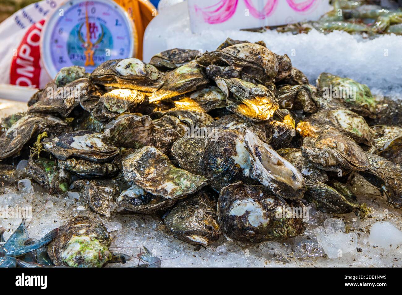 fresh oyster seafood from Thailand Stock Photo - Alamy