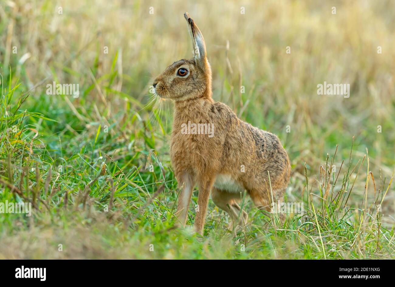 Brown hare, Scientific name Lepus Europaeus. Close up of a large Brown ...