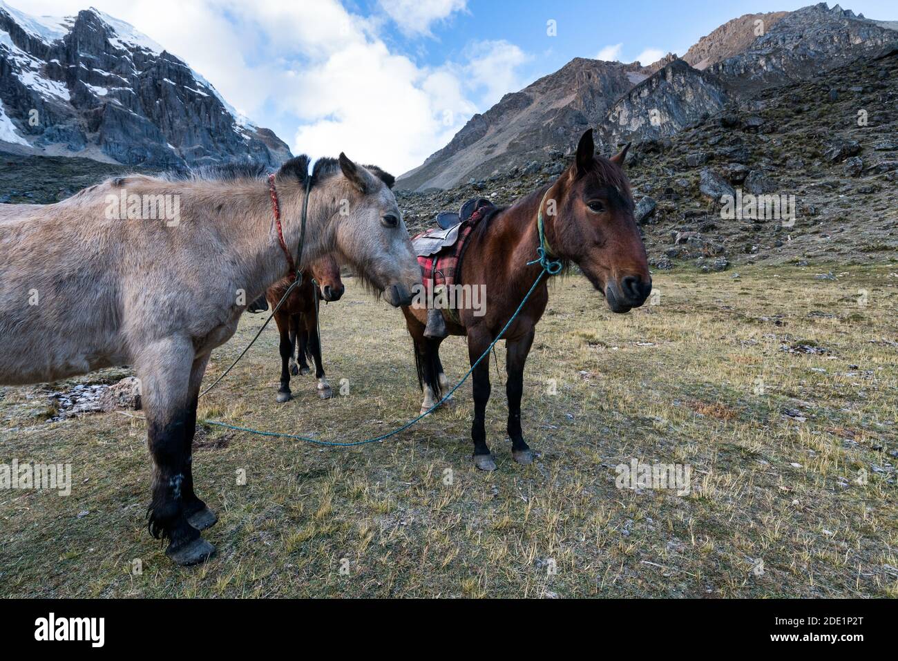 Pack animals while hiking in the Cordillera Huayhuash mountain range in ...