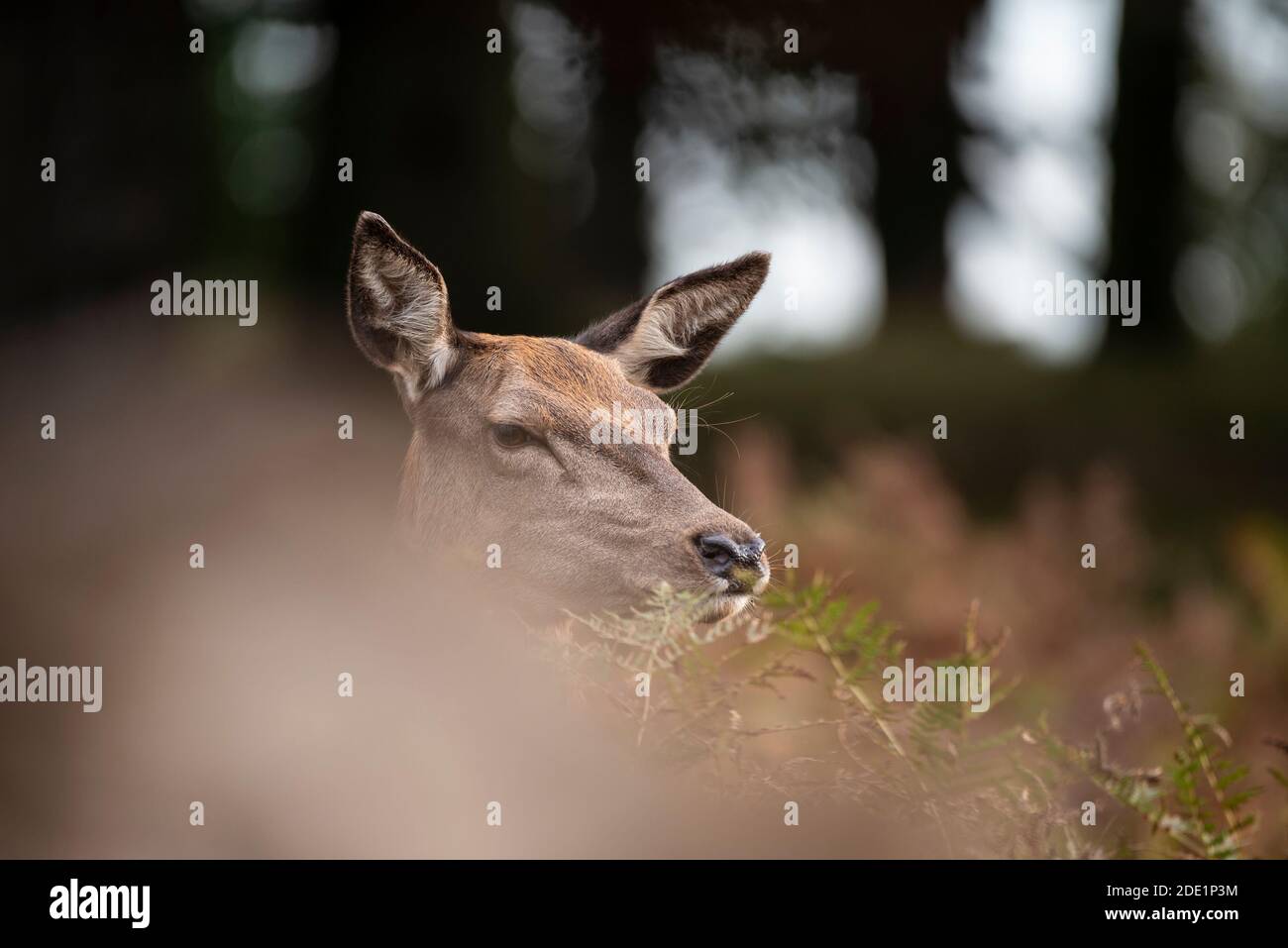 Stunning image of red deer doe in colorful woodland landscape setting ...