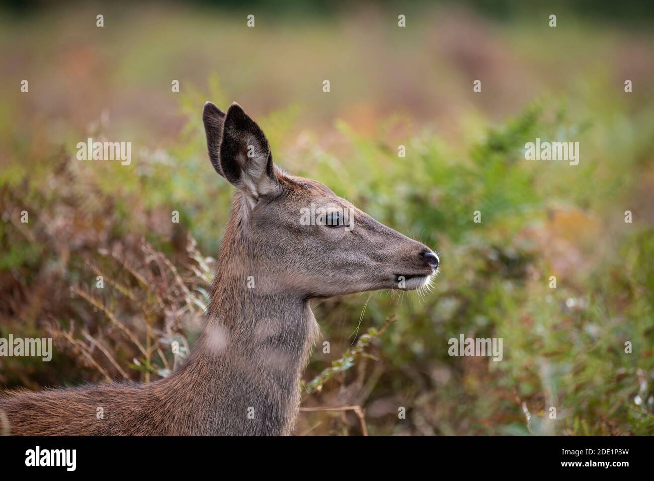 Stunning image of red deer doe in colorful woodland landscape setting ...