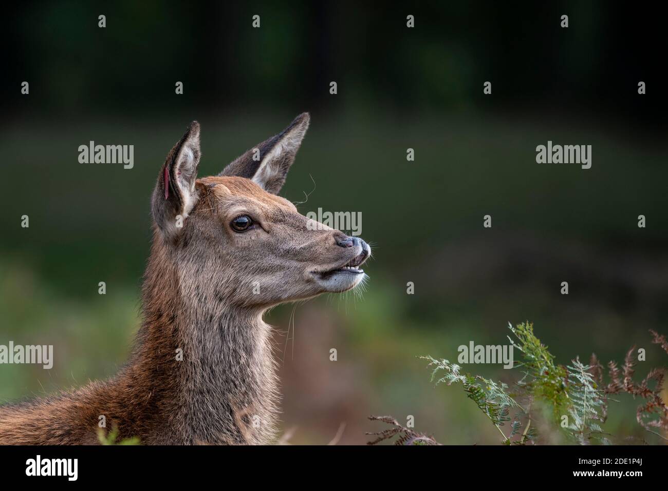 Stunning image of red deer doe in colorful woodland landscape setting ...