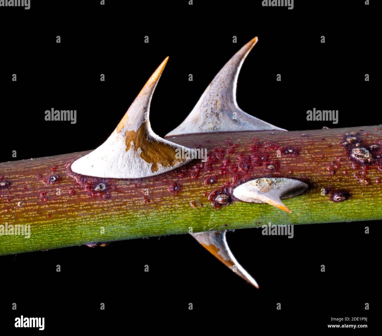 Injury thorn hi-res stock photography and images - Alamy