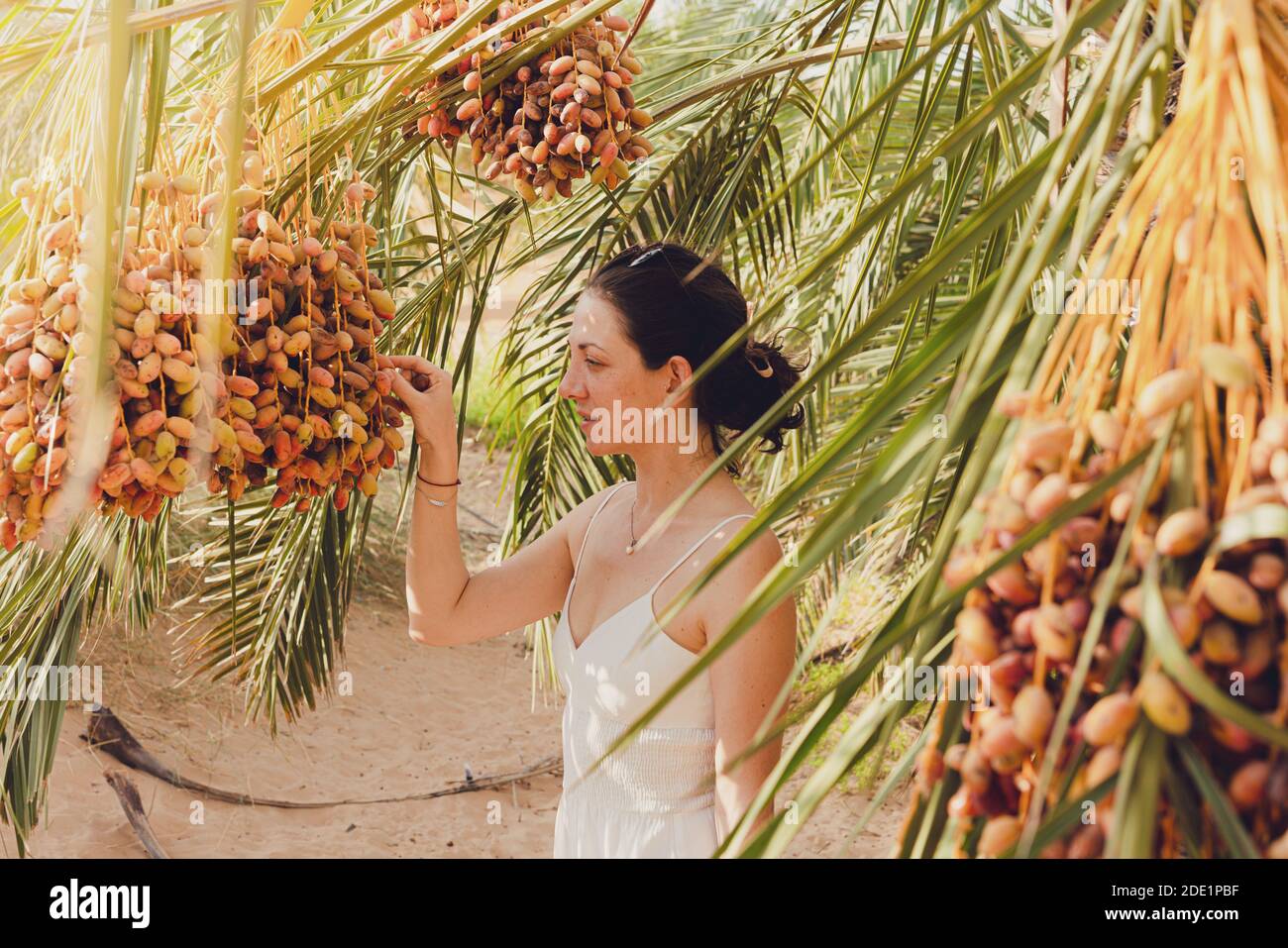 A young lady tastes a sweet date directly collected from the date palm ...