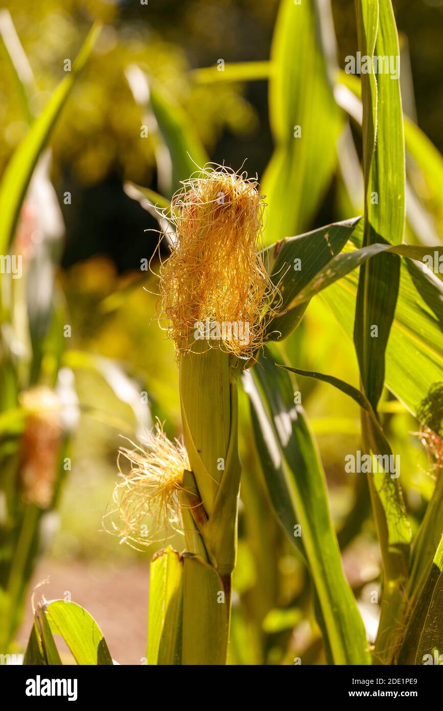 Grain components hi-res stock photography and images - Alamy